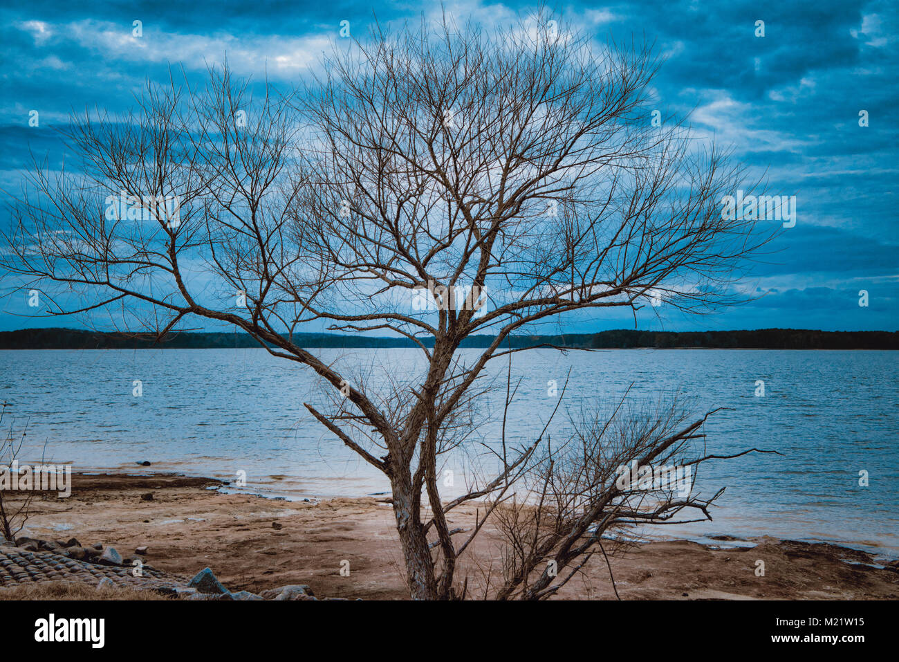 Solo tree by a beach and lake Stock Photo - Alamy