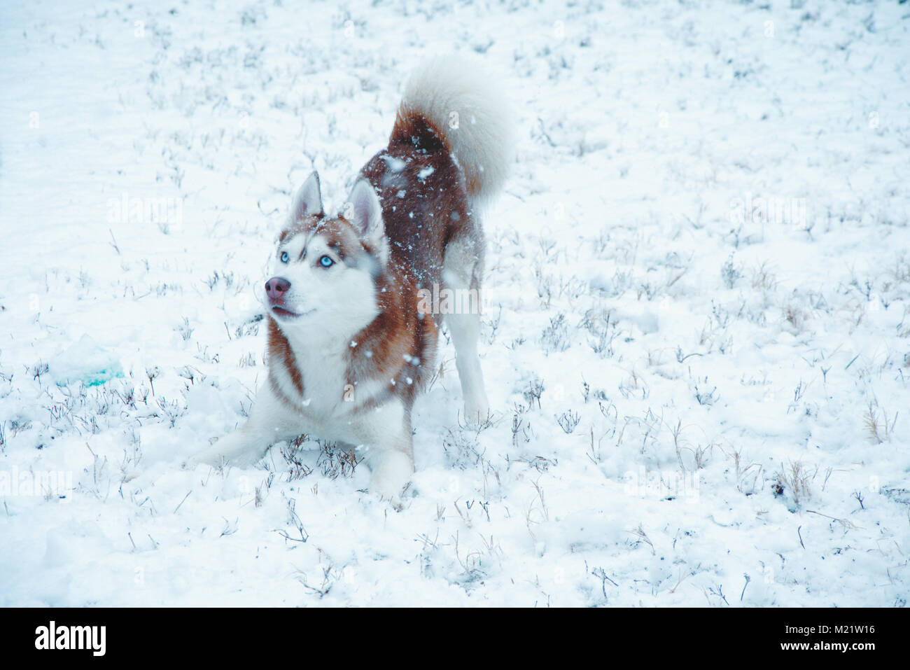 Siberian Husky Puppies In Snow