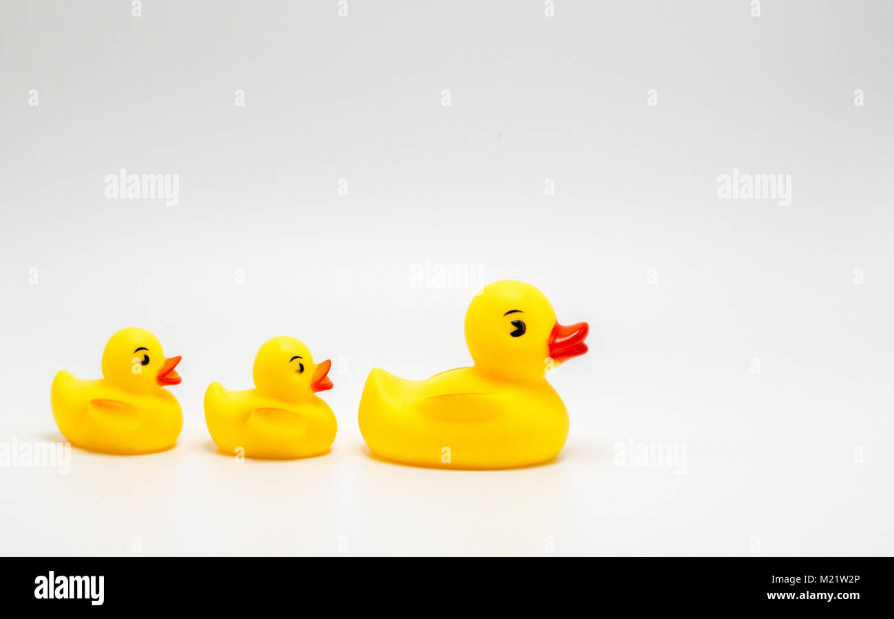 3 ducks in a row hi-res stock photography and images - Alamy