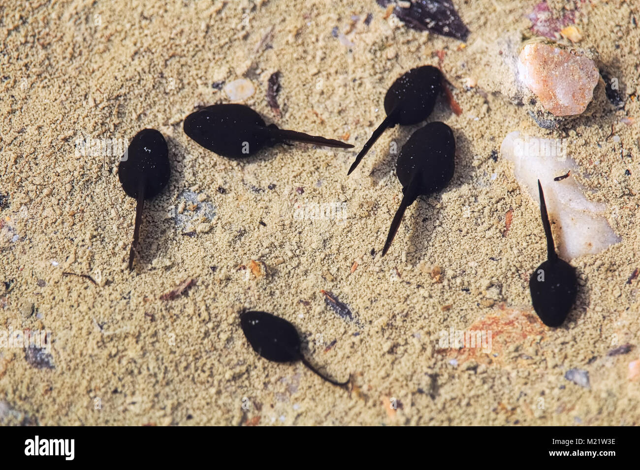 A school of tadpoles grouping in shallow water Stock Photo - Alamy