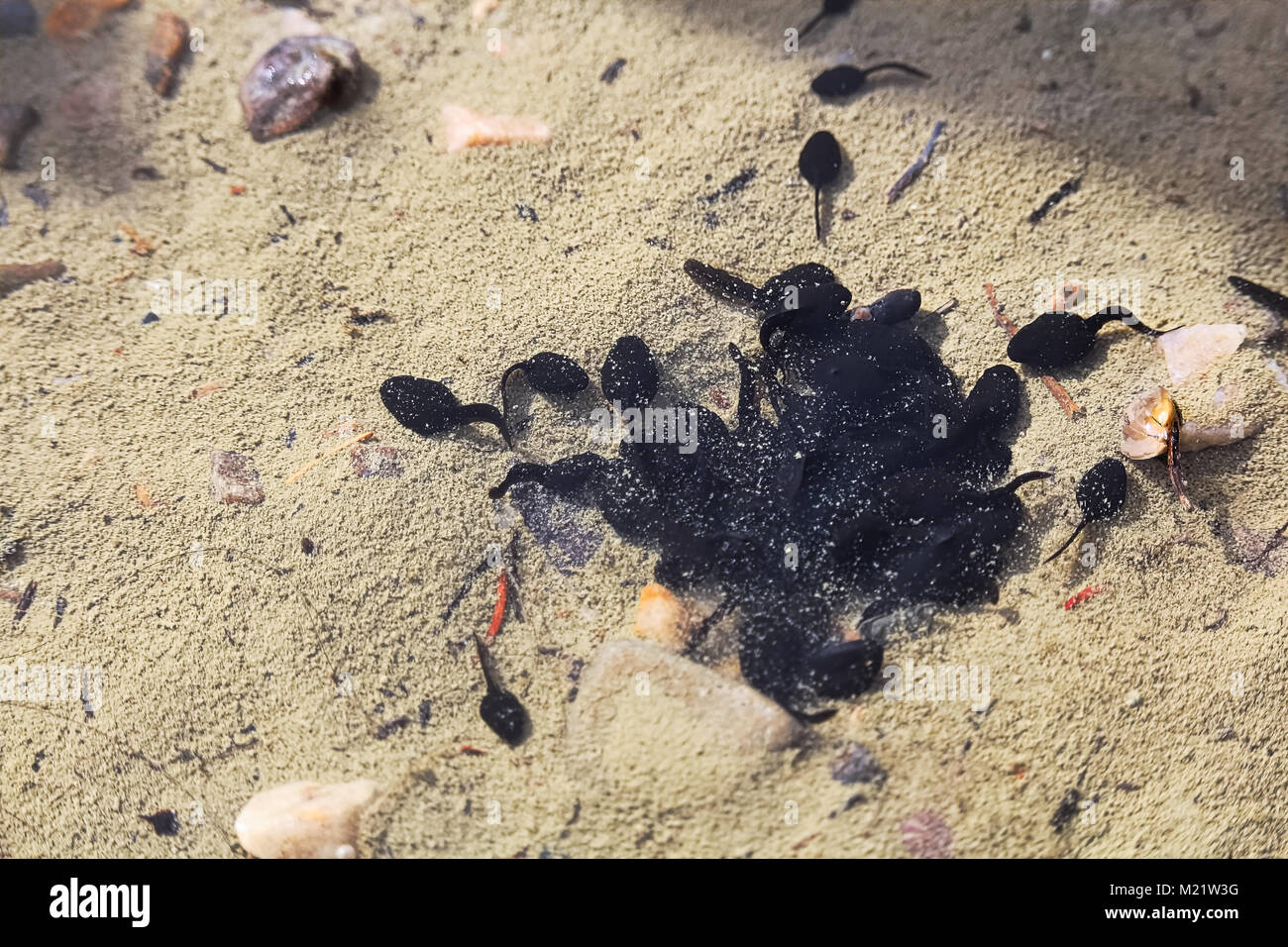 A school of tadpoles grouping in shallow water Stock Photo - Alamy