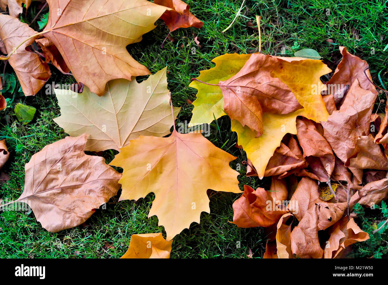 Fallen leaf of a plane tree on the ground in a golden autumn Stock ...