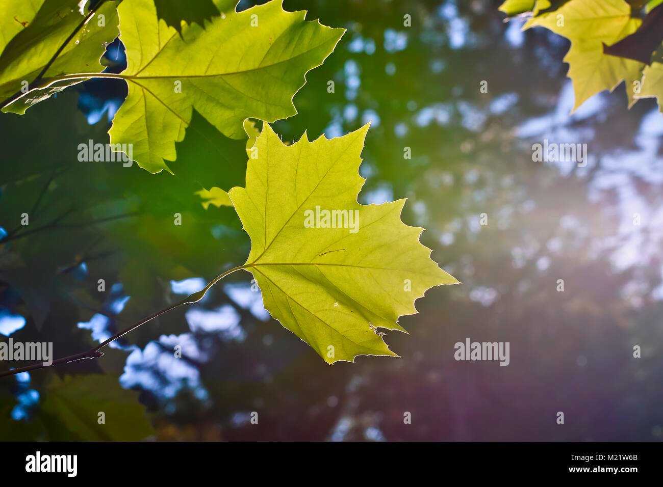 Leaves of a plane tree in a golden autumn Stock Photo - Alamy