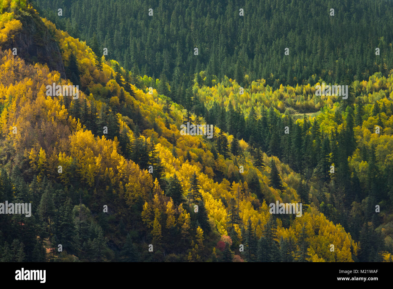 Autumn mixed forest. yellow color trees Stock Photo - Alamy
