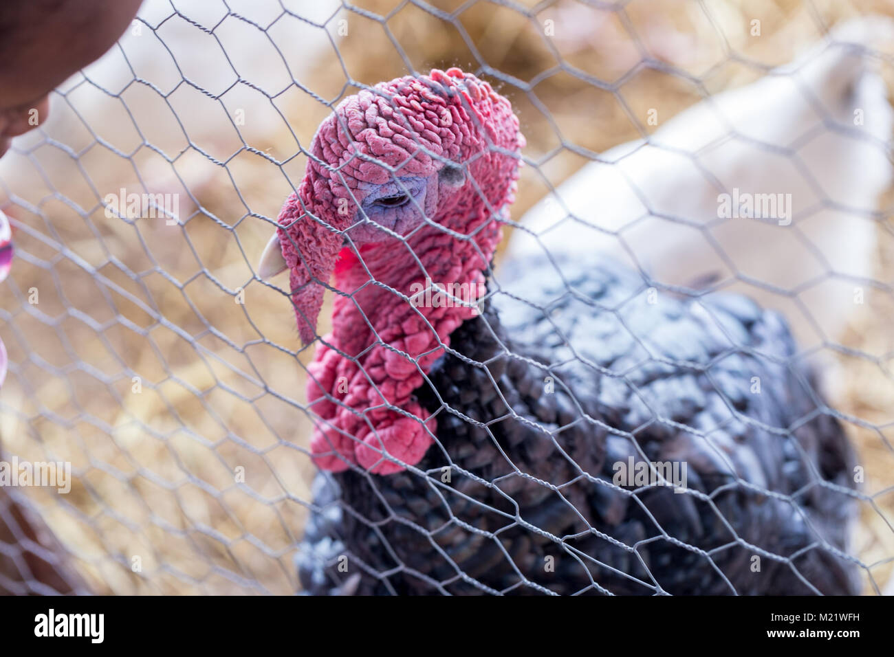 A turkey viewed through the fencing of a farm coop Stock Photo - Alamy