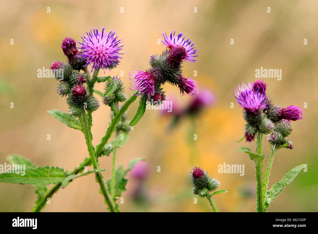 Roadside thistle hi-res stock photography and images - Alamy