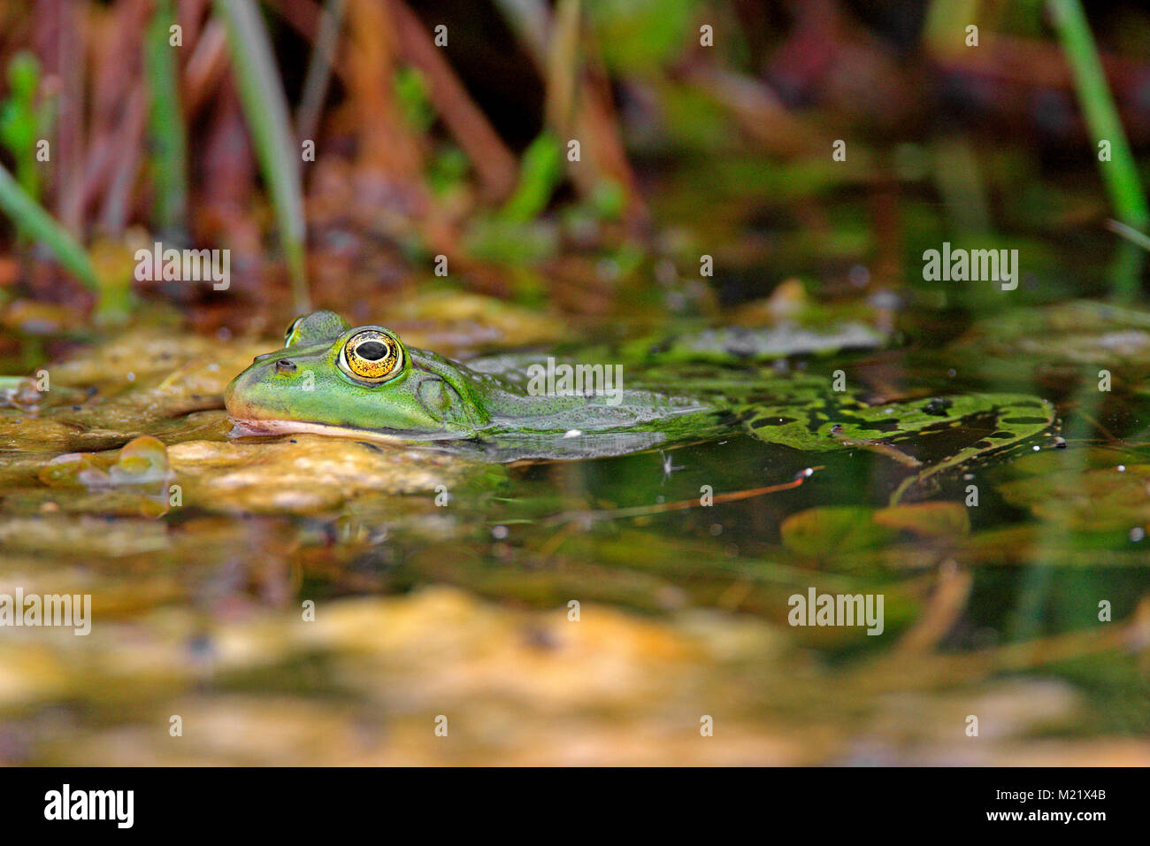 Single Edible Frog on water surface of wetlands by the Biebrza river in ...