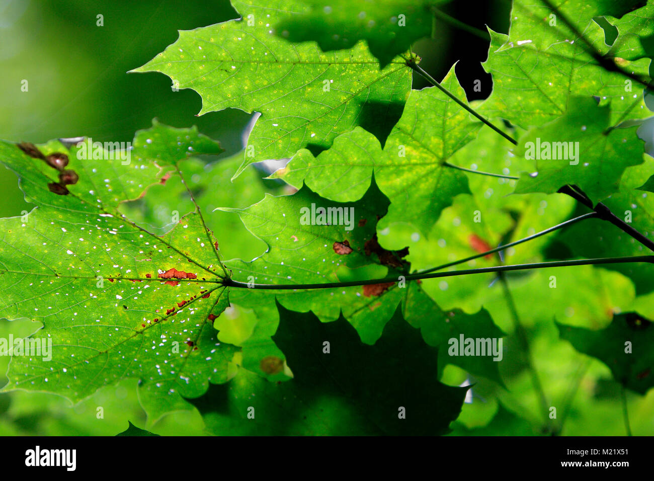 Branch of Norway maple tree with spotted leaves afflicted by a disease ...