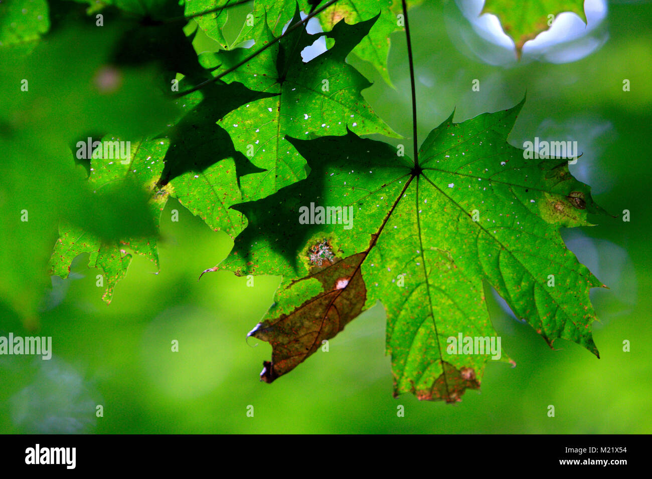 Branch of Norway maple tree with spotted leaves afflicted by a disease ...