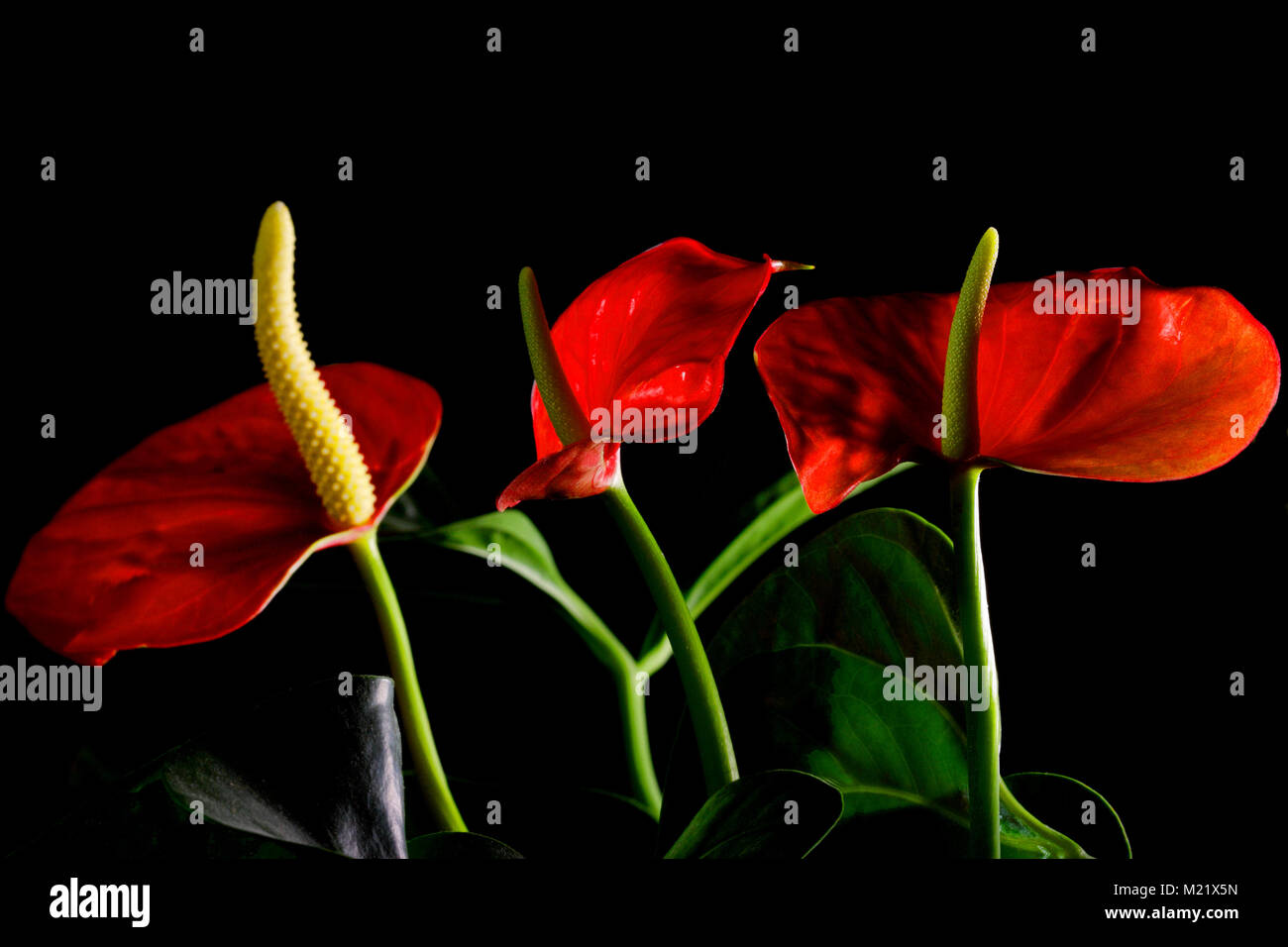 Anthurium andraeanum botanic hi-res stock photography and images - Alamy