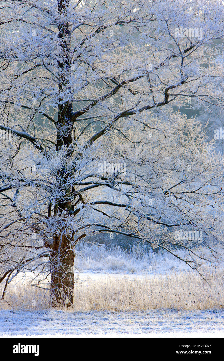 Winter landscape of woods and meadows covered with snow in Masuria ...