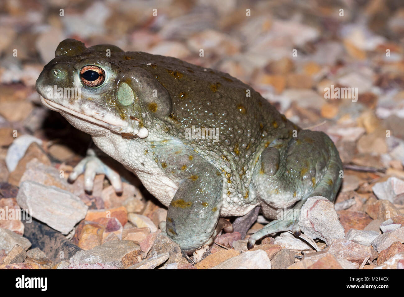 Psychoactive toad hi-res stock photography and images - Alamy
