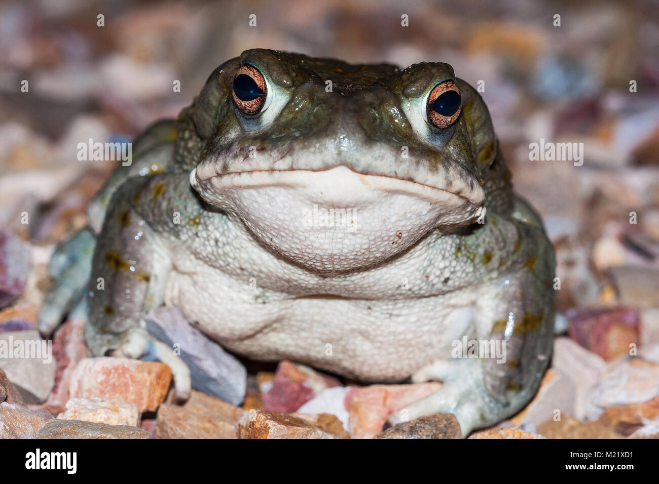 Dmt High Resolution Stock Photography and Images - Alamy