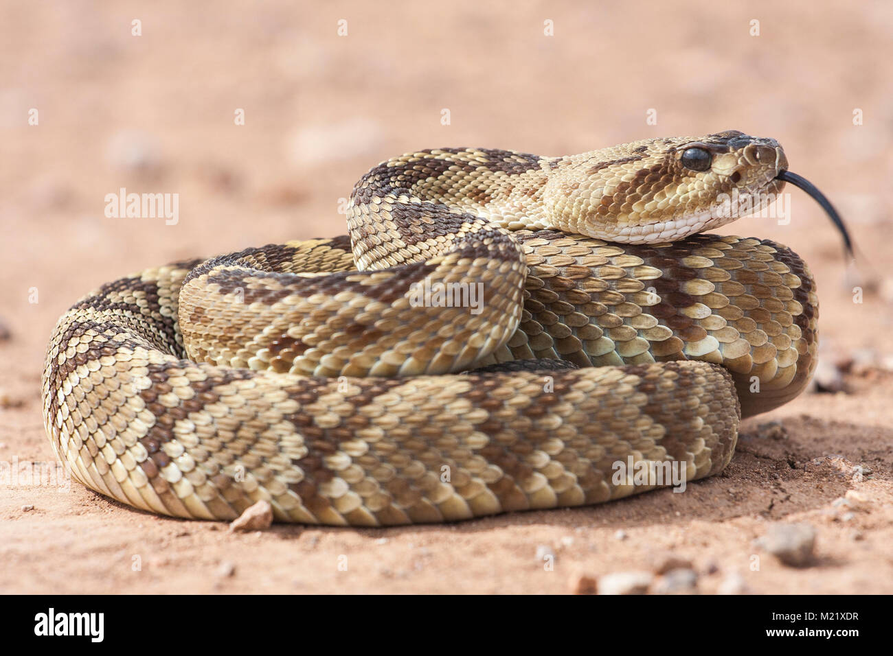 Crotalus Molossus