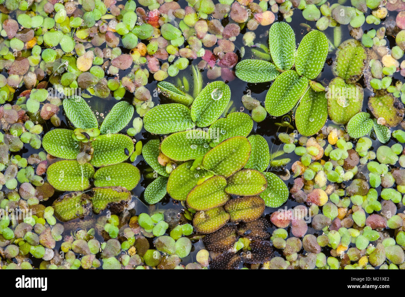 Salvinia natans (commonly known as floating fern, floating watermoss ...