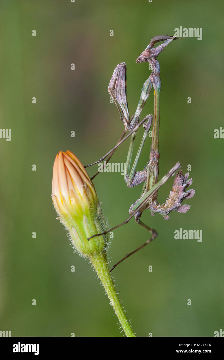 Empusa sp. macro portrait on a wildflower Stock Photo - Alamy