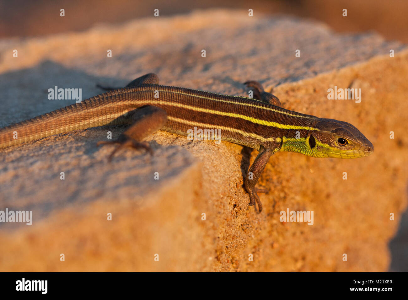 Species of lizard family hi-res stock photography and images - Alamy