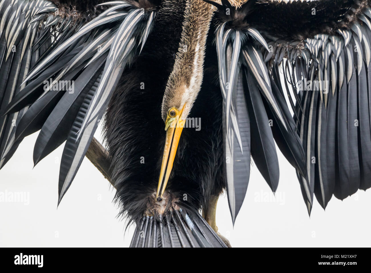 Indian darter hi-res stock photography and images - Alamy