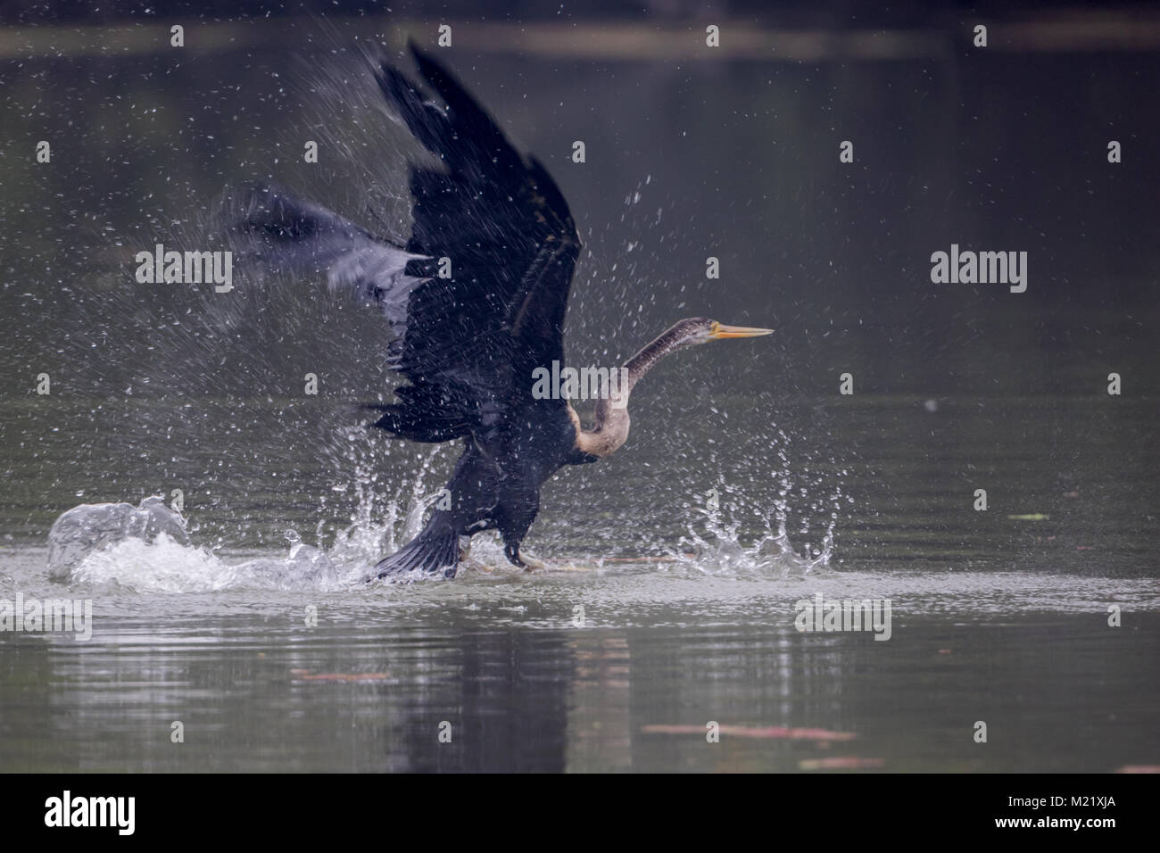 The Oriental darter or Indian darter (Anhinga melanogaster) catching ...