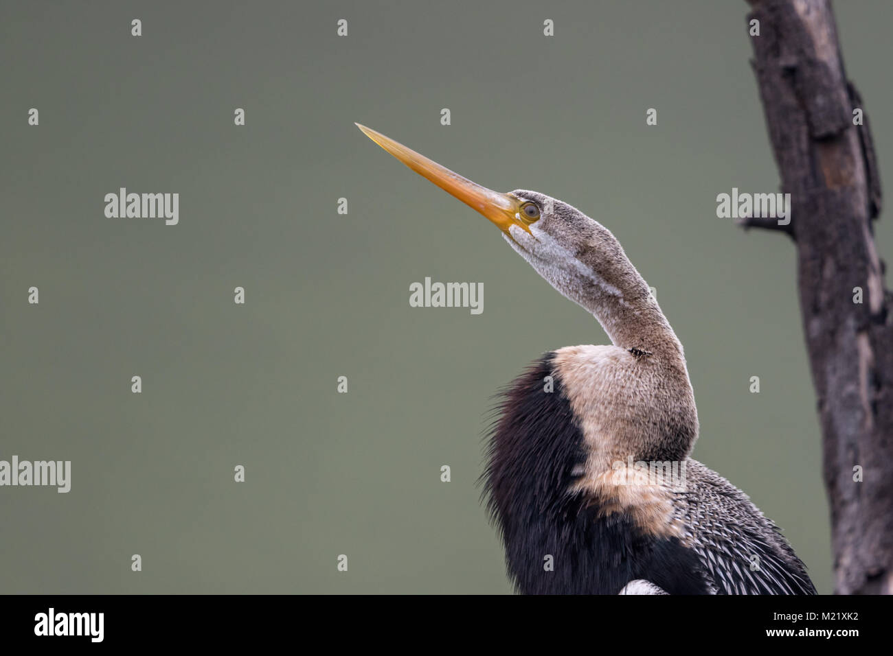 The Oriental darter or Indian darter (Anhinga melanogaster) by the lake ...