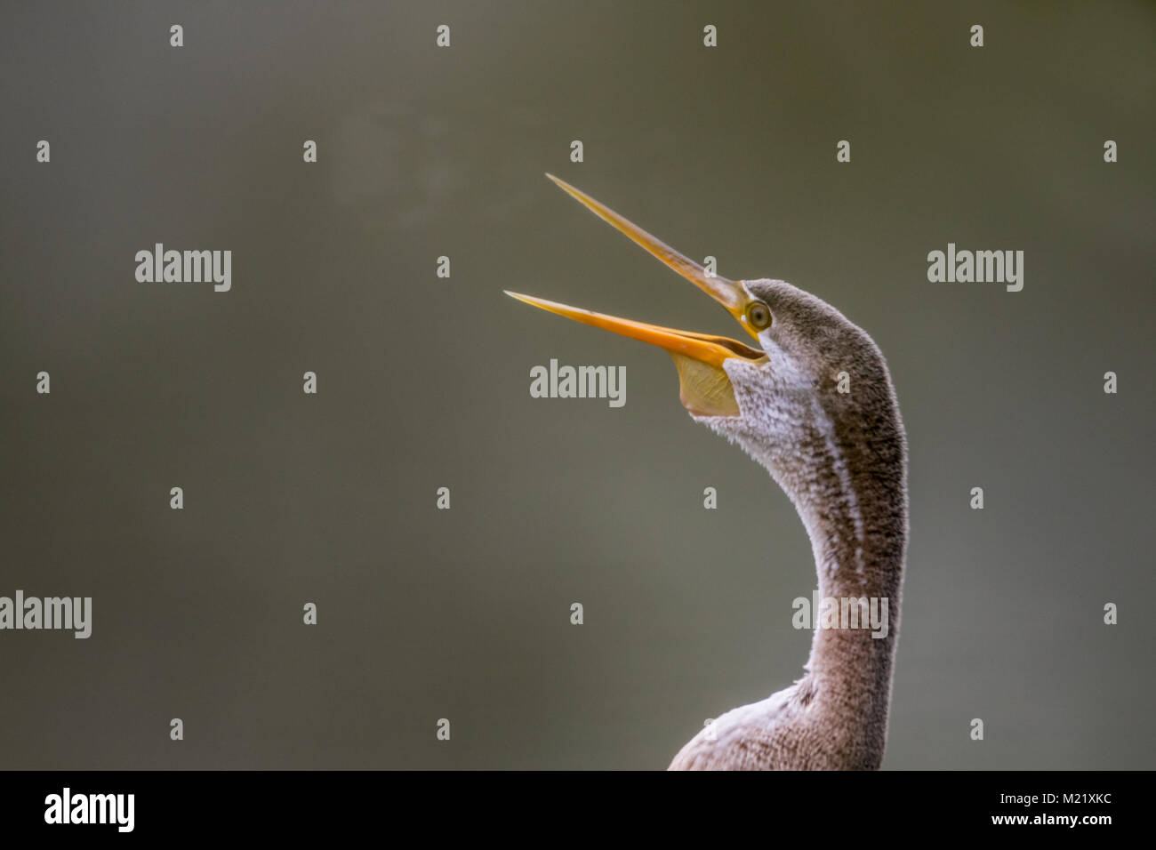 The Oriental darter or Indian darter (Anhinga melanogaster) by the lake ...