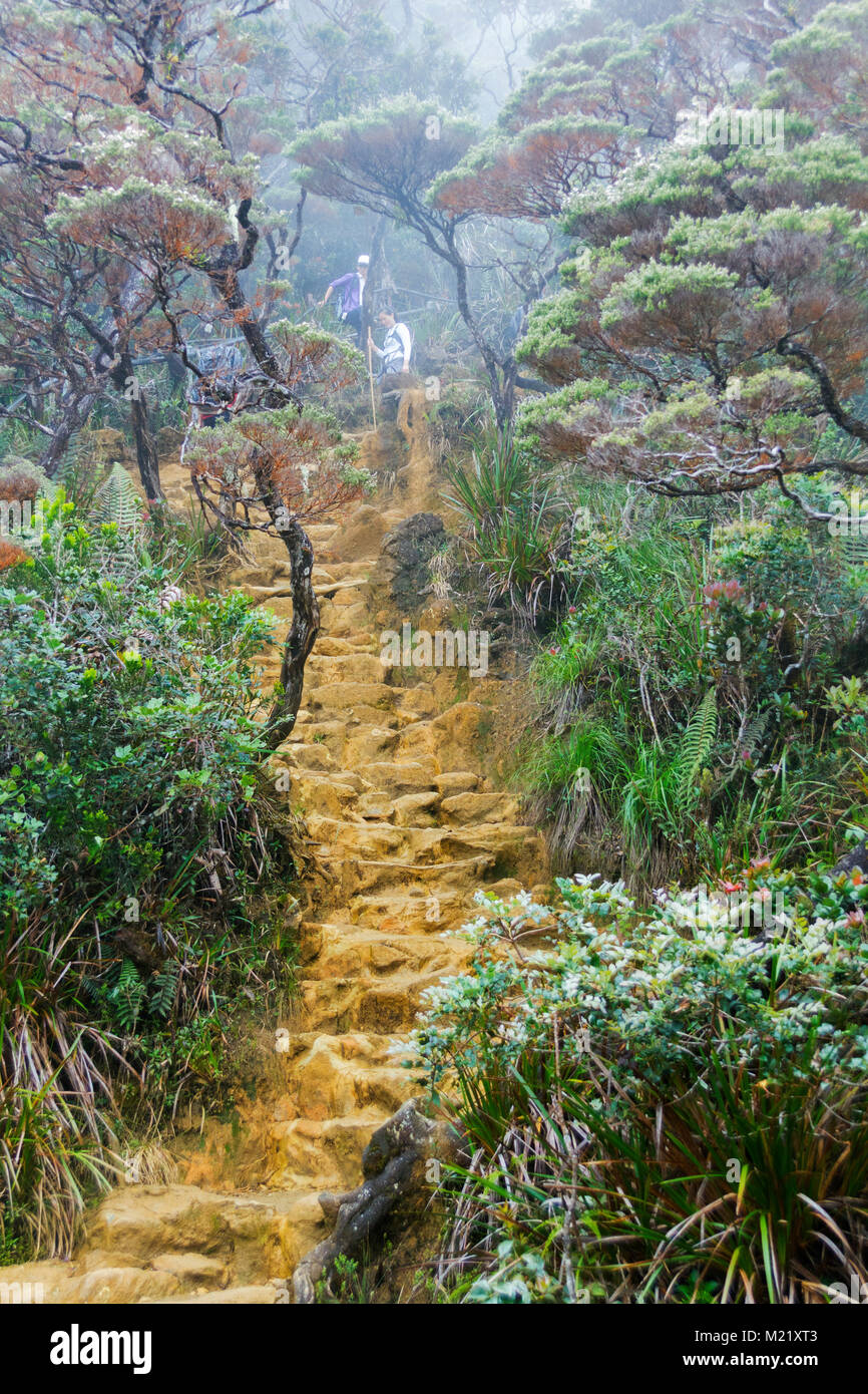 Elfin forest and trail in Kinabalu national park, Borneo, Malaysia ...