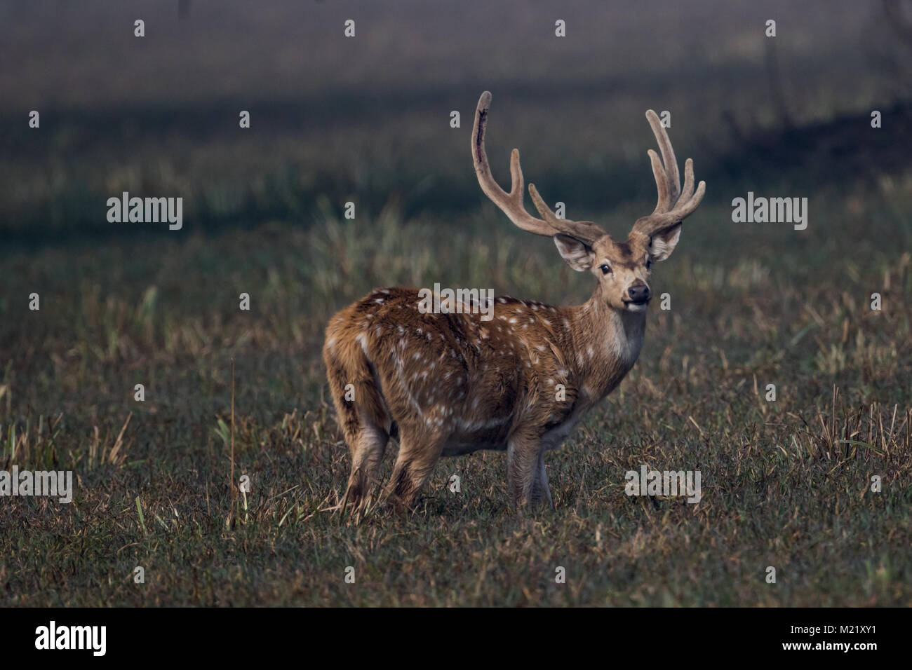 The chital or cheetal (Axis axis) male looking back with huge antlers ...