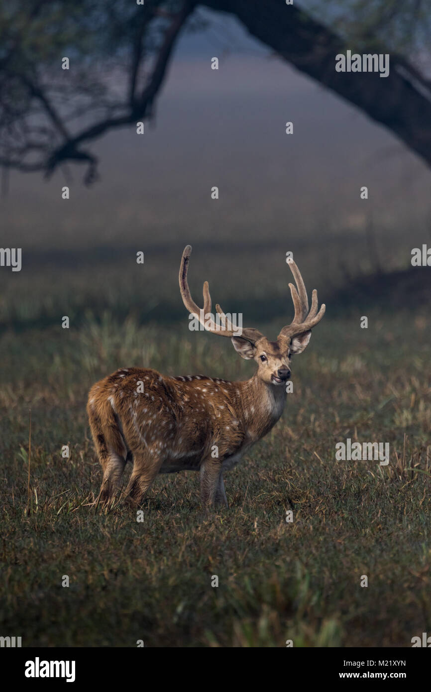 The chital or cheetal (Axis axis) male looking back with huge antlers ...