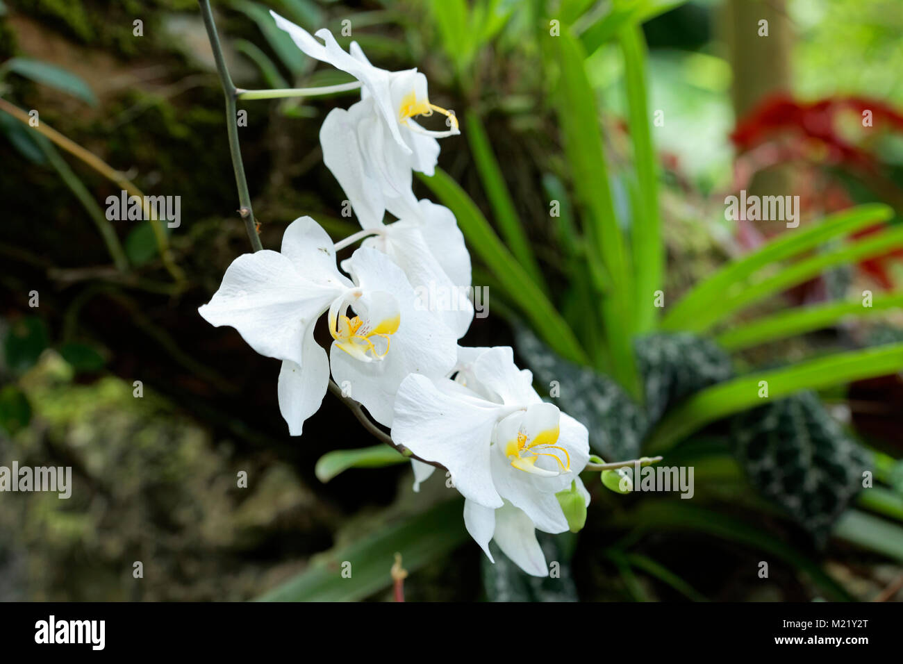 Orchid tree rainforest hi-res stock photography and images - Alamy