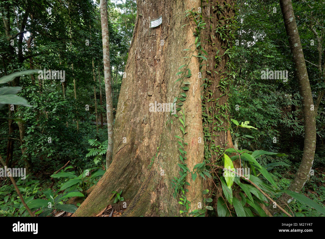 Sarawak biodiversity centre hi-res stock photography and images - Alamy