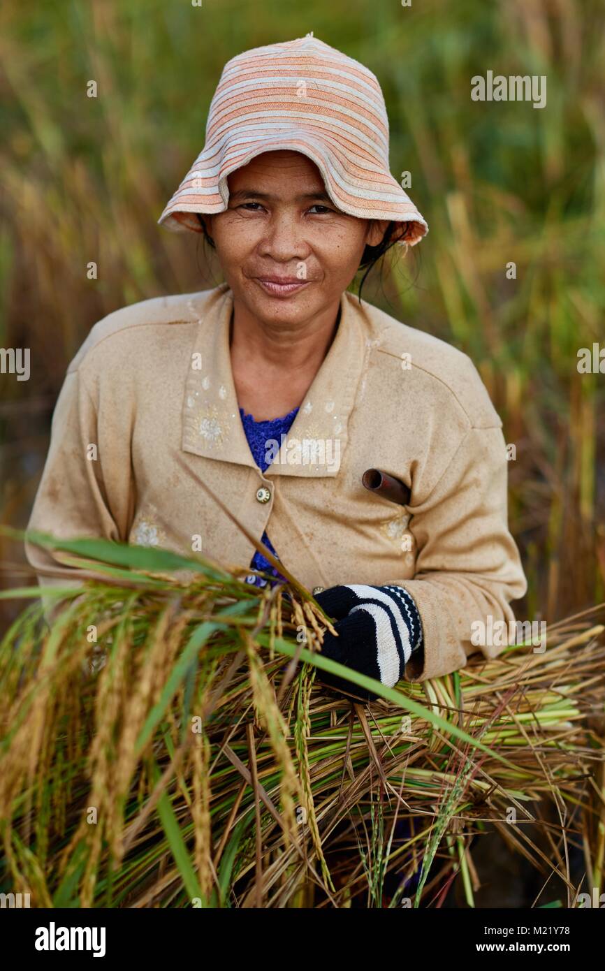 Cambodian farmer harvesting, Kompong Chhnang, Cambodia Stock Photo - Alamy