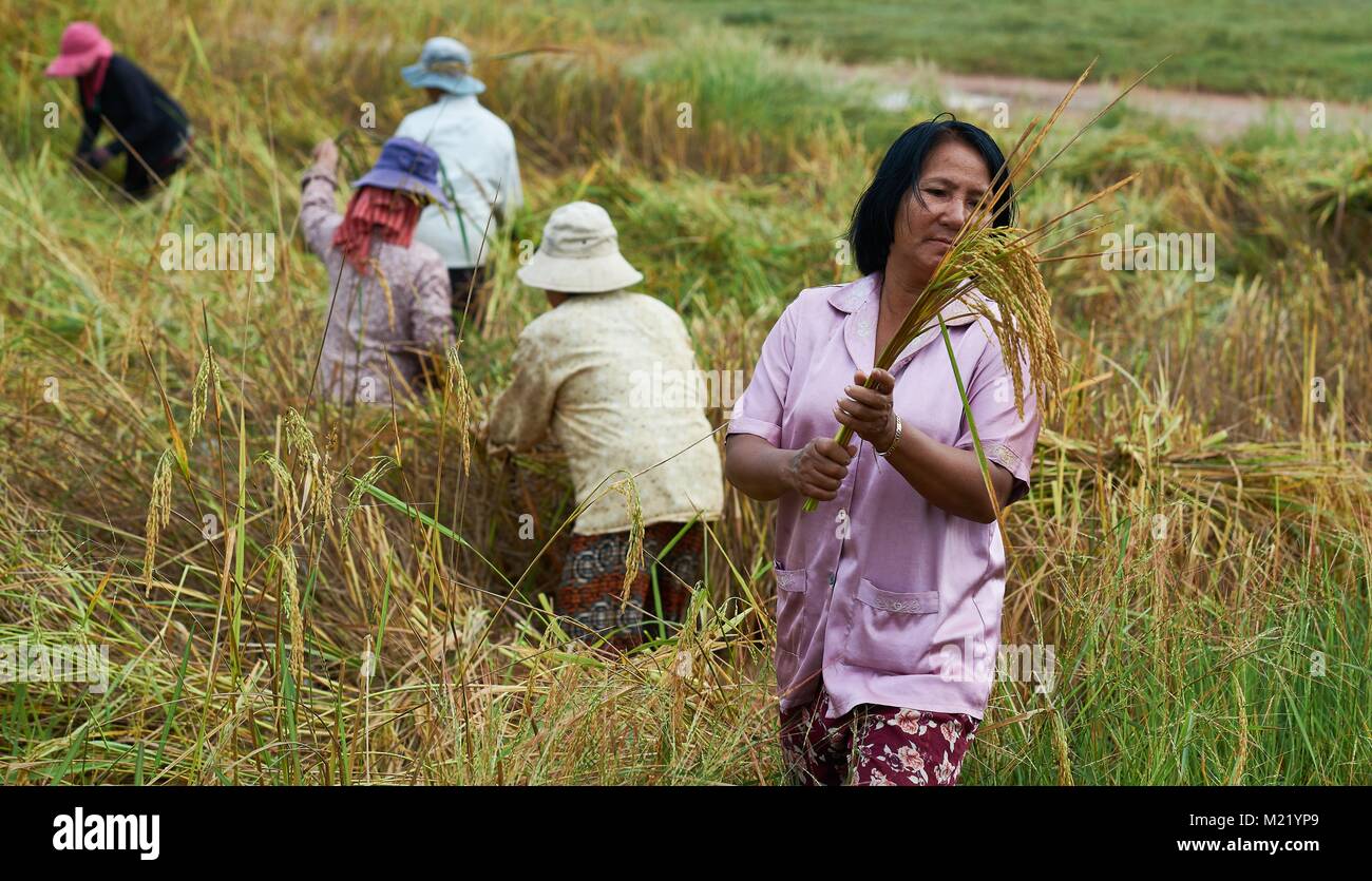 Cambodian farmer harvesting, Kompong Chhnang, Cambodia Stock Photo - Alamy