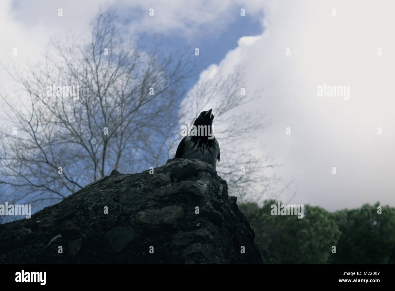 Old stone crow bird hi-res stock photography and images - Alamy