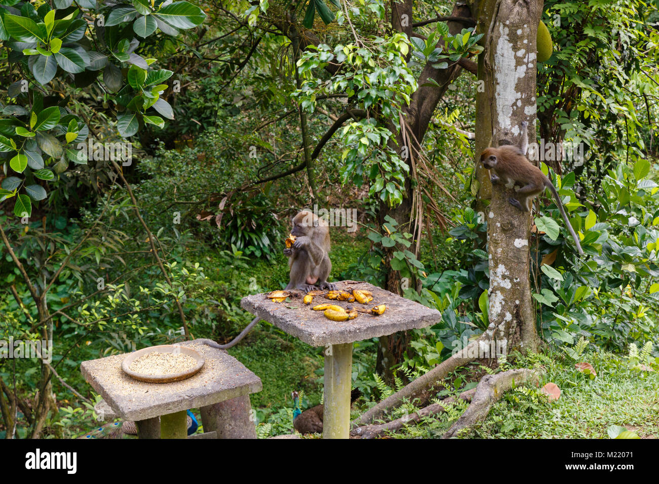 Monkey eating table hi-res stock photography and images - Alamy