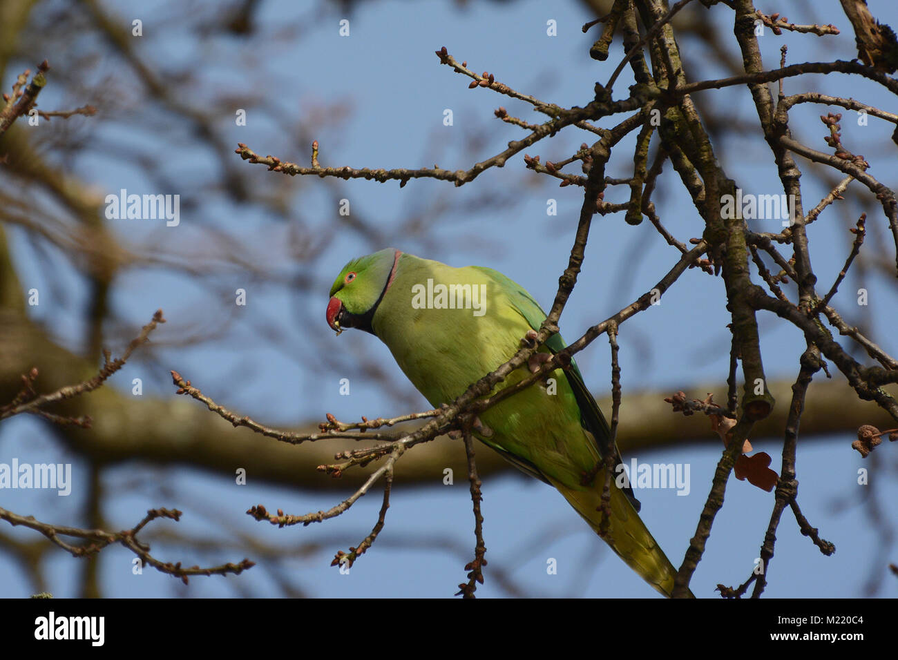 Feral parakeet hi-res stock photography and images - Alamy