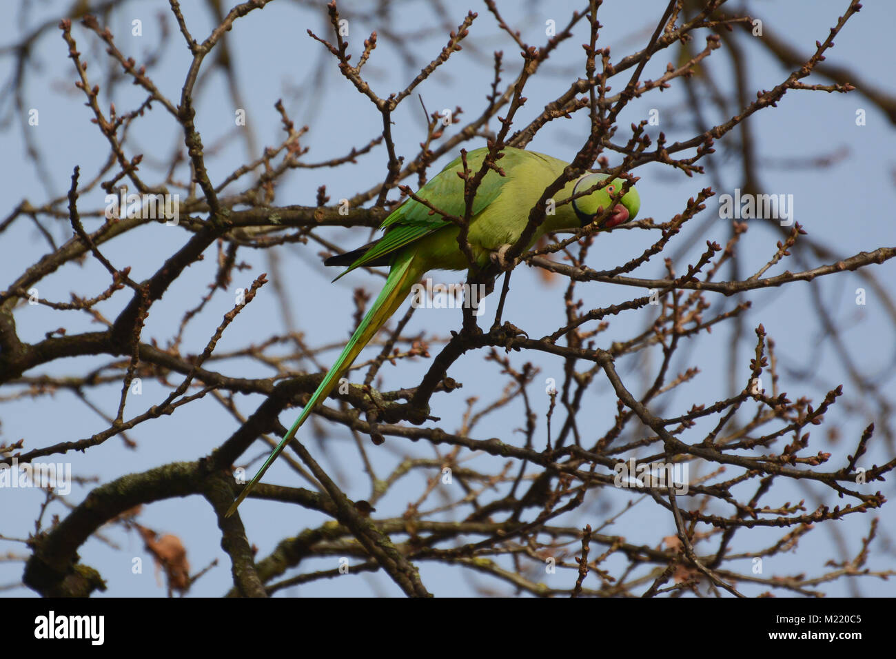 Feral parakeet hi-res stock photography and images - Alamy