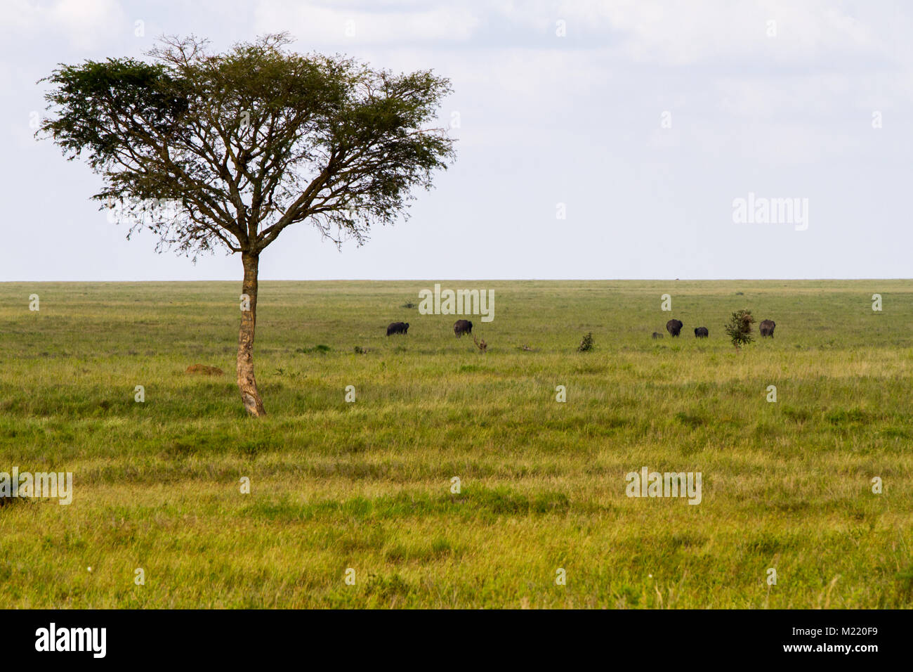 Serengeti National Park, Tanzanian national park in the Serengeti ...