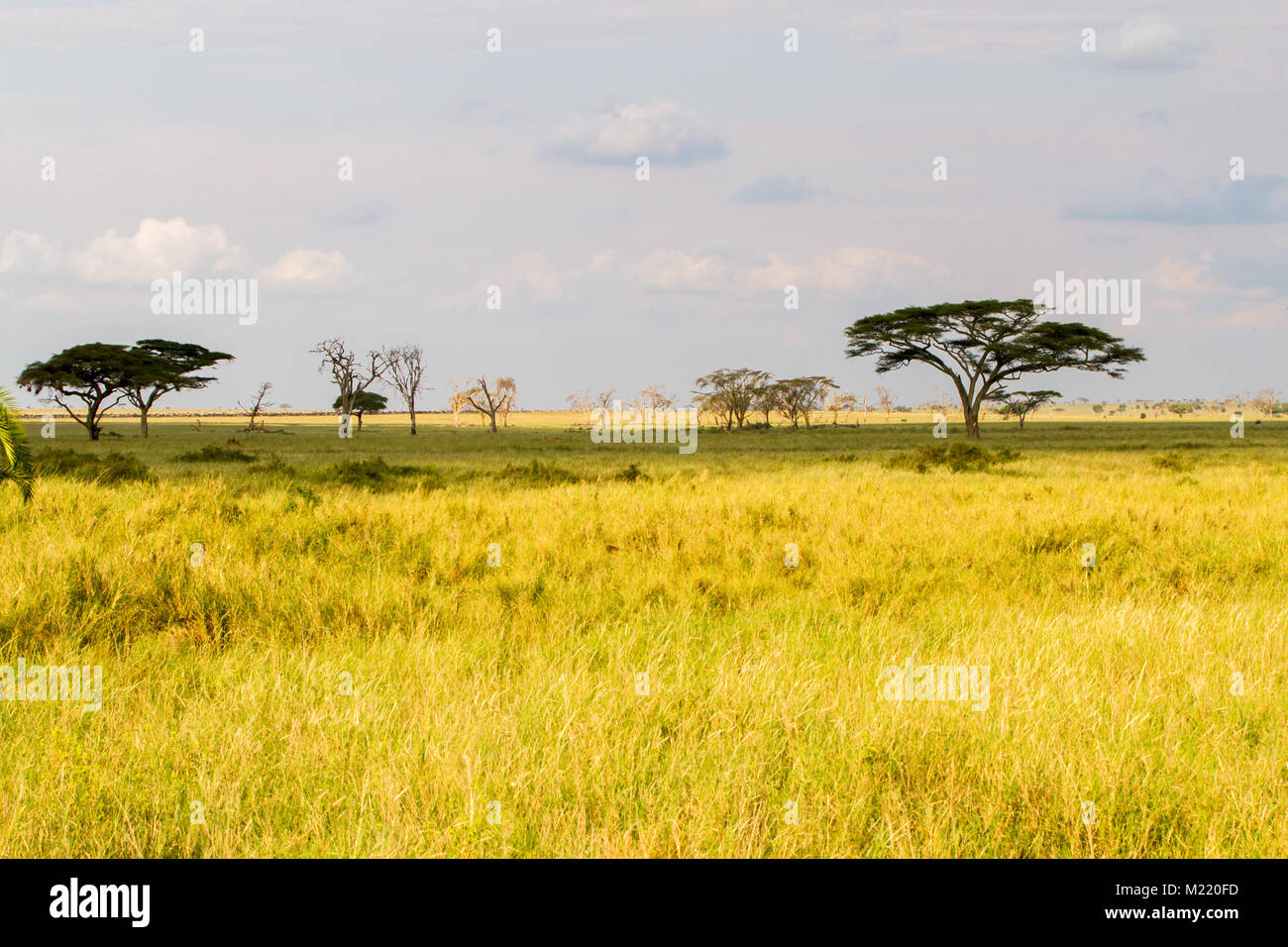 Serengeti National Park, Tanzanian national park in the Serengeti ...