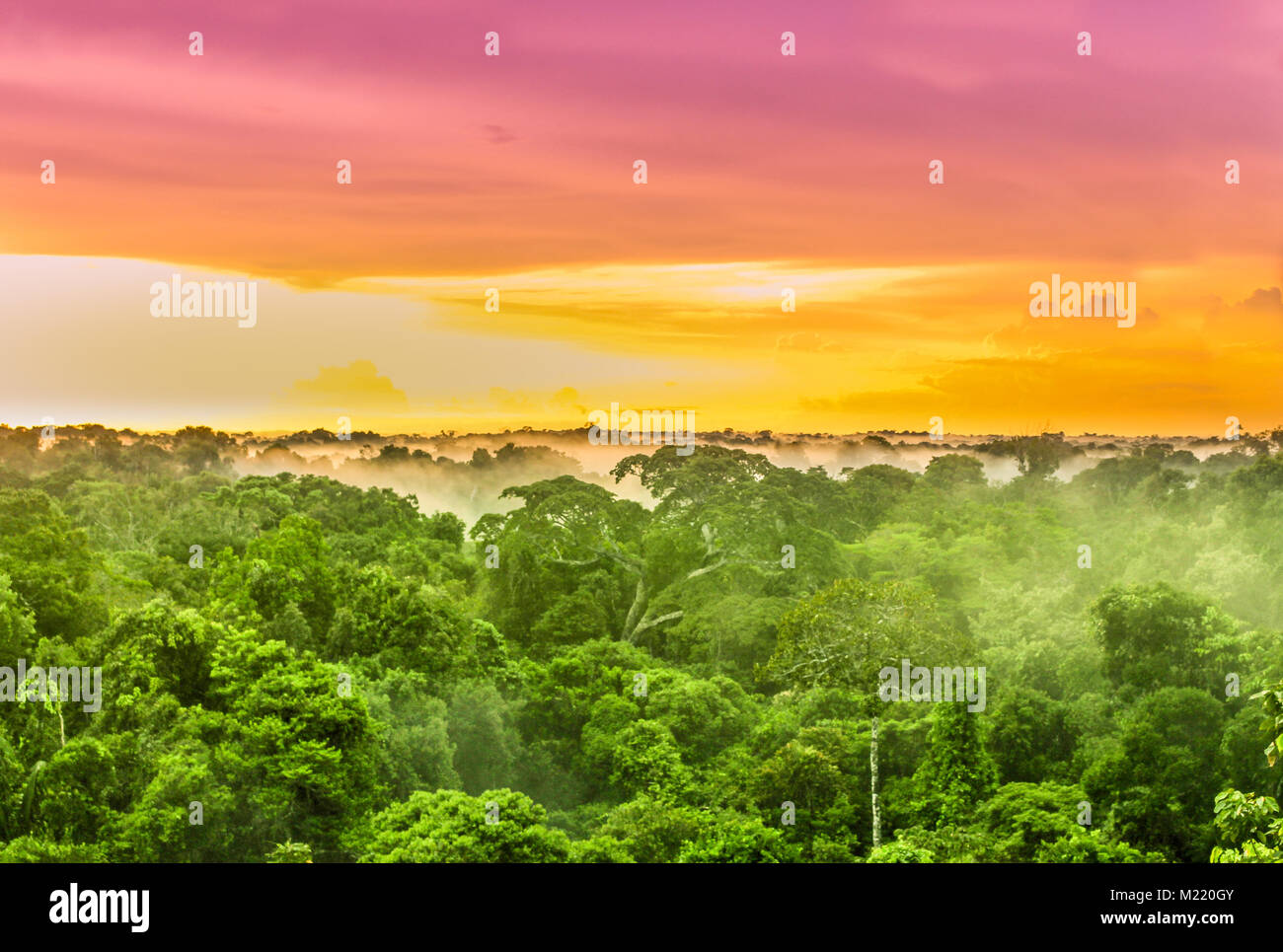 Amazon rainforest brazil hi-res stock photography and images - Alamy