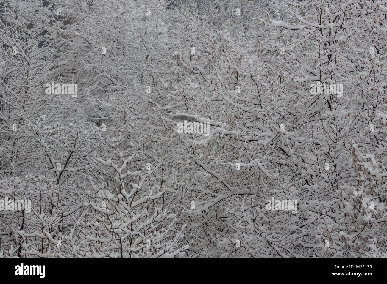 Snow lace - the branches of trees covered with snow after a heavy ...