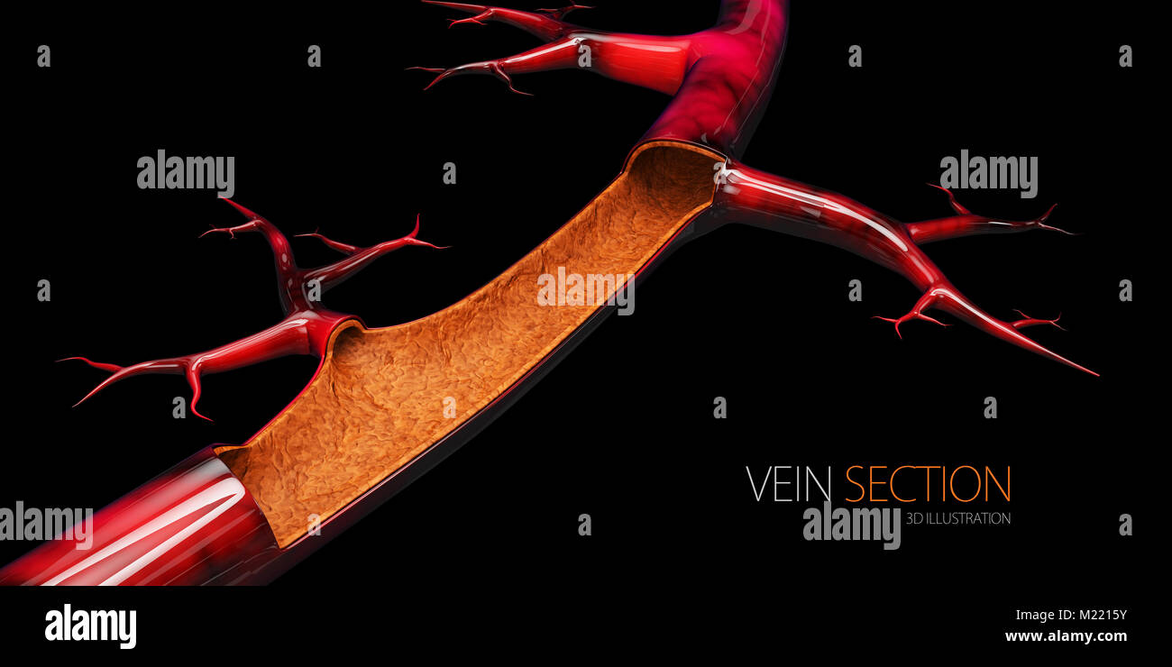 3d Illustration of vein without blood cell, isolated black Stock Photo ...