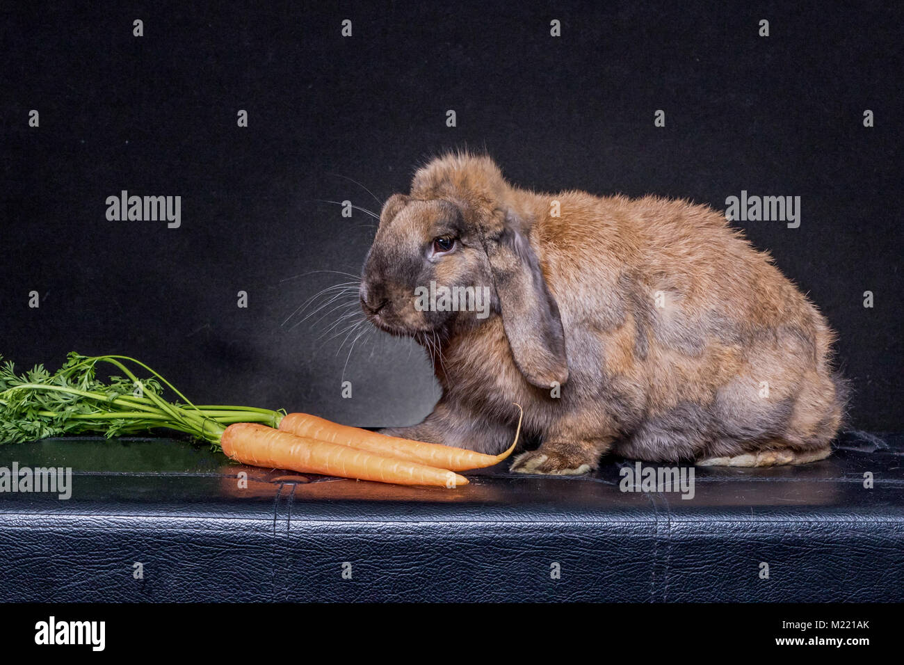 brown bunny rabbit portrait looking left on black background, with ...
