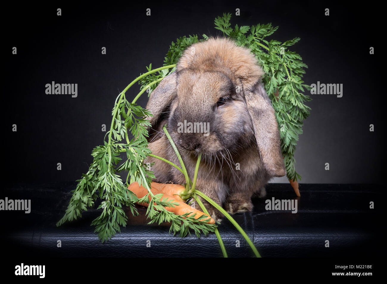 Bunny chow hi-res stock photography and images - Alamy