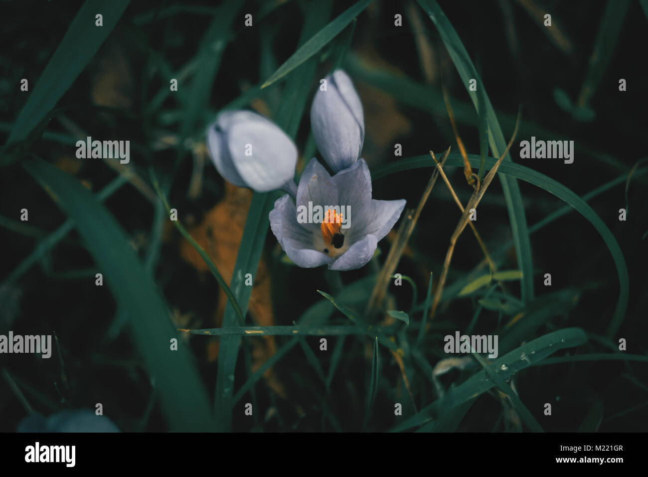 Blue flower of crocus nudiflorus, saffron Stock Photo - Alamy