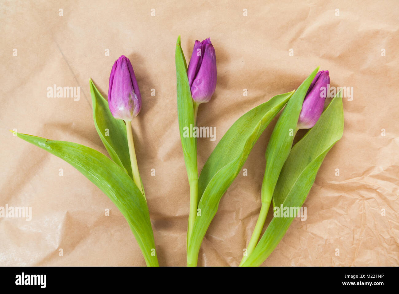 Beautiful Tulips Flower over kraft paper background Stock Photo - Alamy