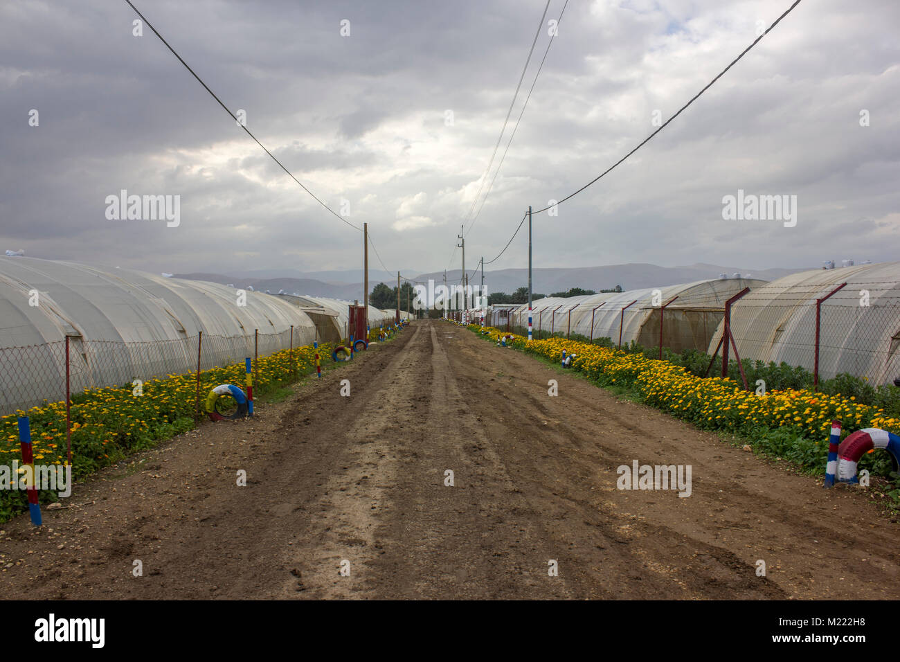 Organic hydroponic vegetable cultivation farm at countryside, jordan ...