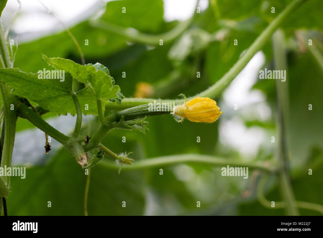 The growth and blooming of greenhouse cucumbers. the Bush cucumbers on ...
