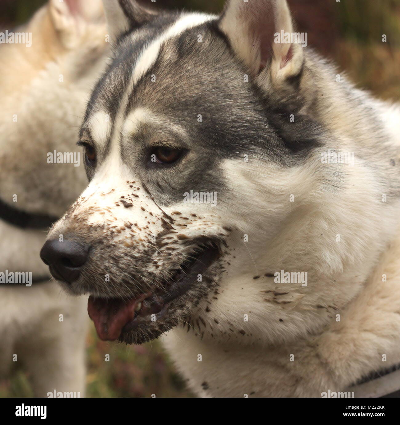 muddy faced husky Stock Photo - Alamy