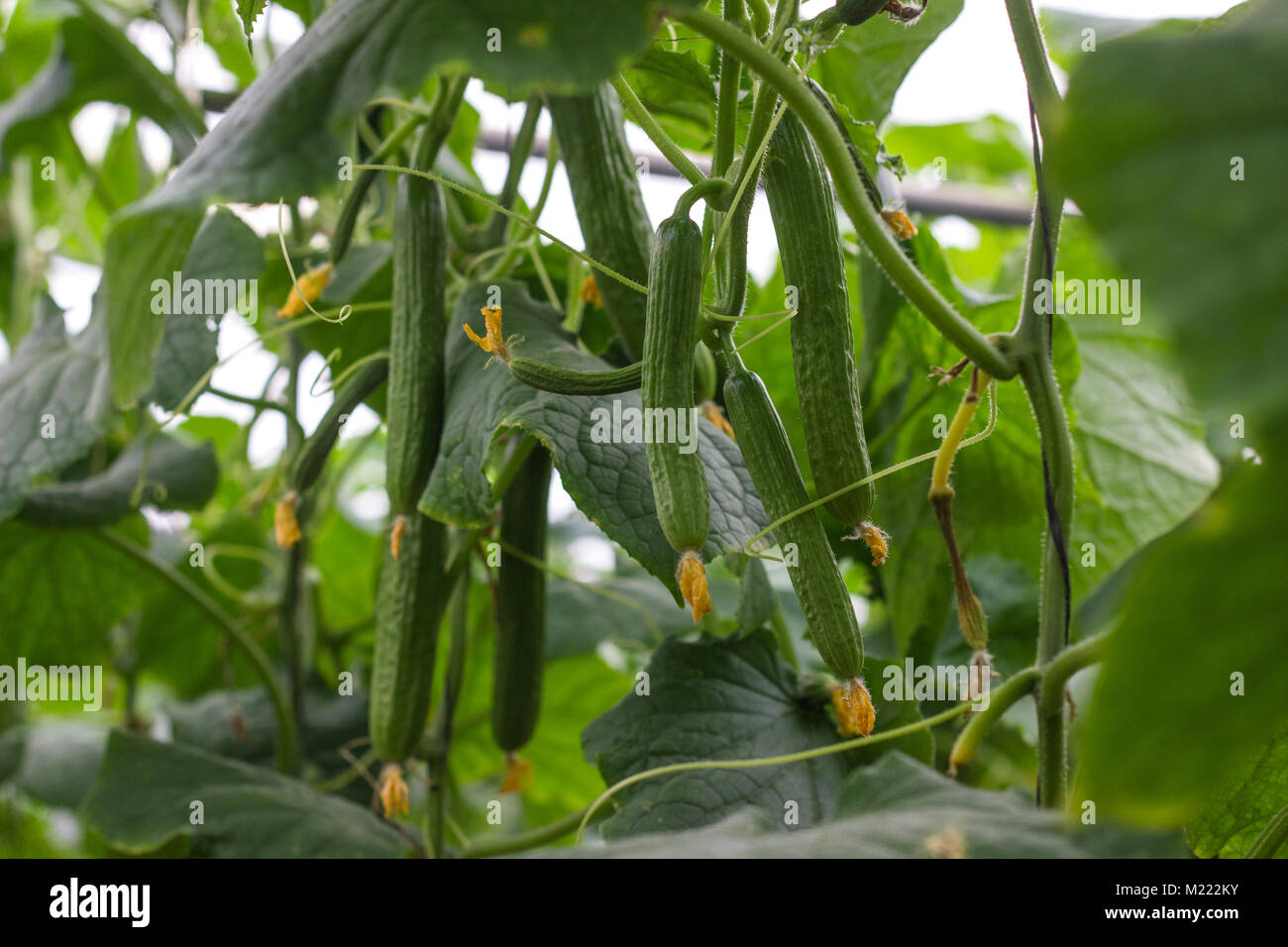 The growth and blooming of greenhouse cucumbers. the Bush cucumbers on ...