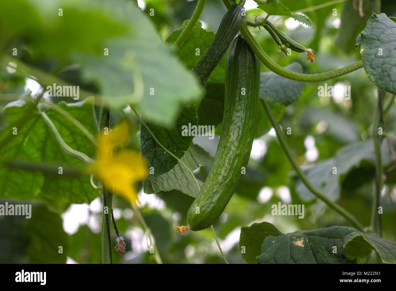 The growth and blooming of greenhouse cucumbers. the Bush cucumbers on ...